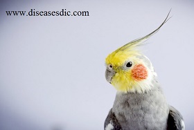 Psittacosis or parrot disease: Symptoms, Treatment and Prevention